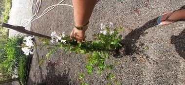 Muda Bela Emília (Plumbago Auriculata) Cor Branca exótica