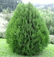 Muda de Cipreste Tuia Verde