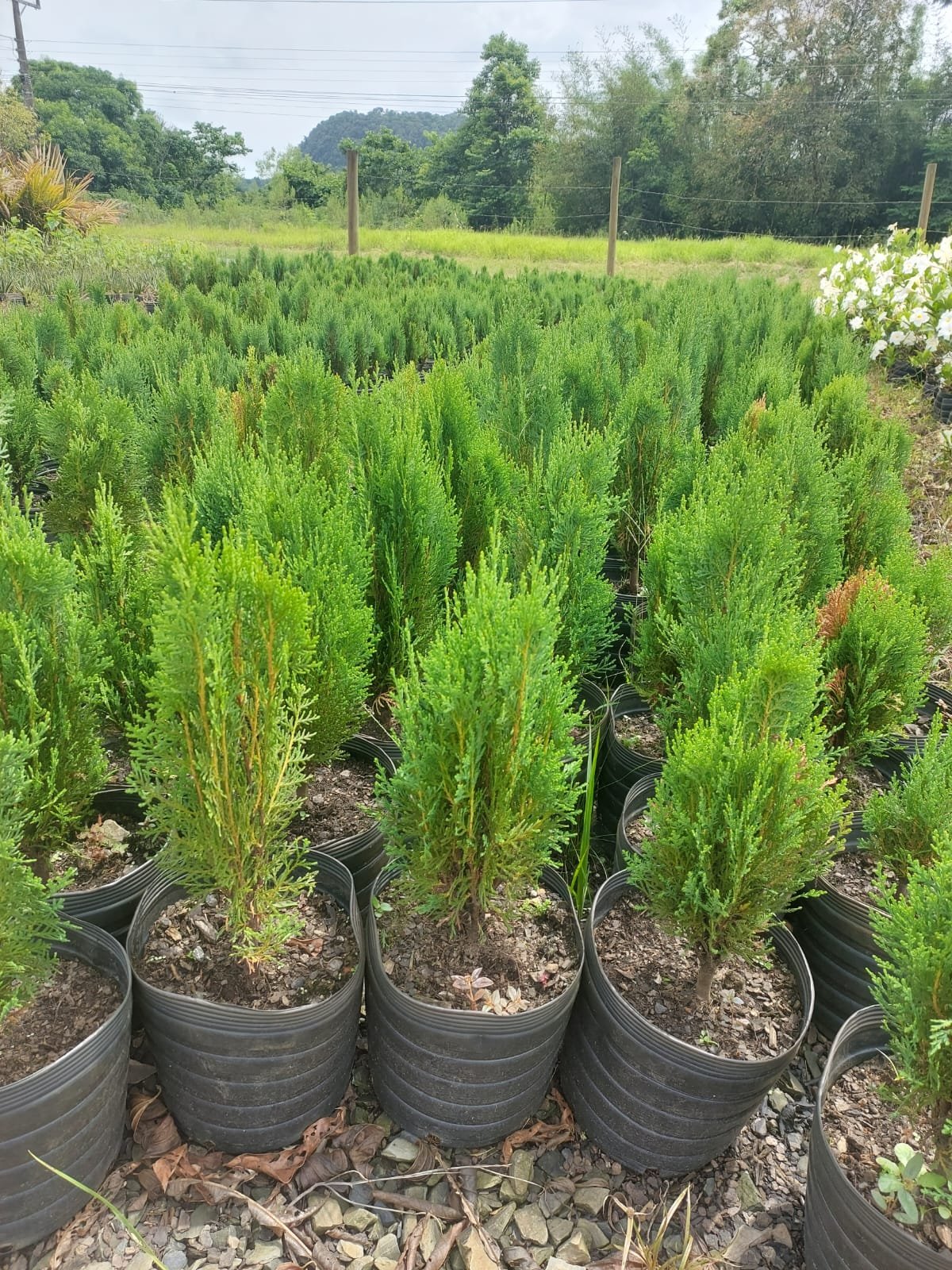 Muda de Cipreste Tuia Verde