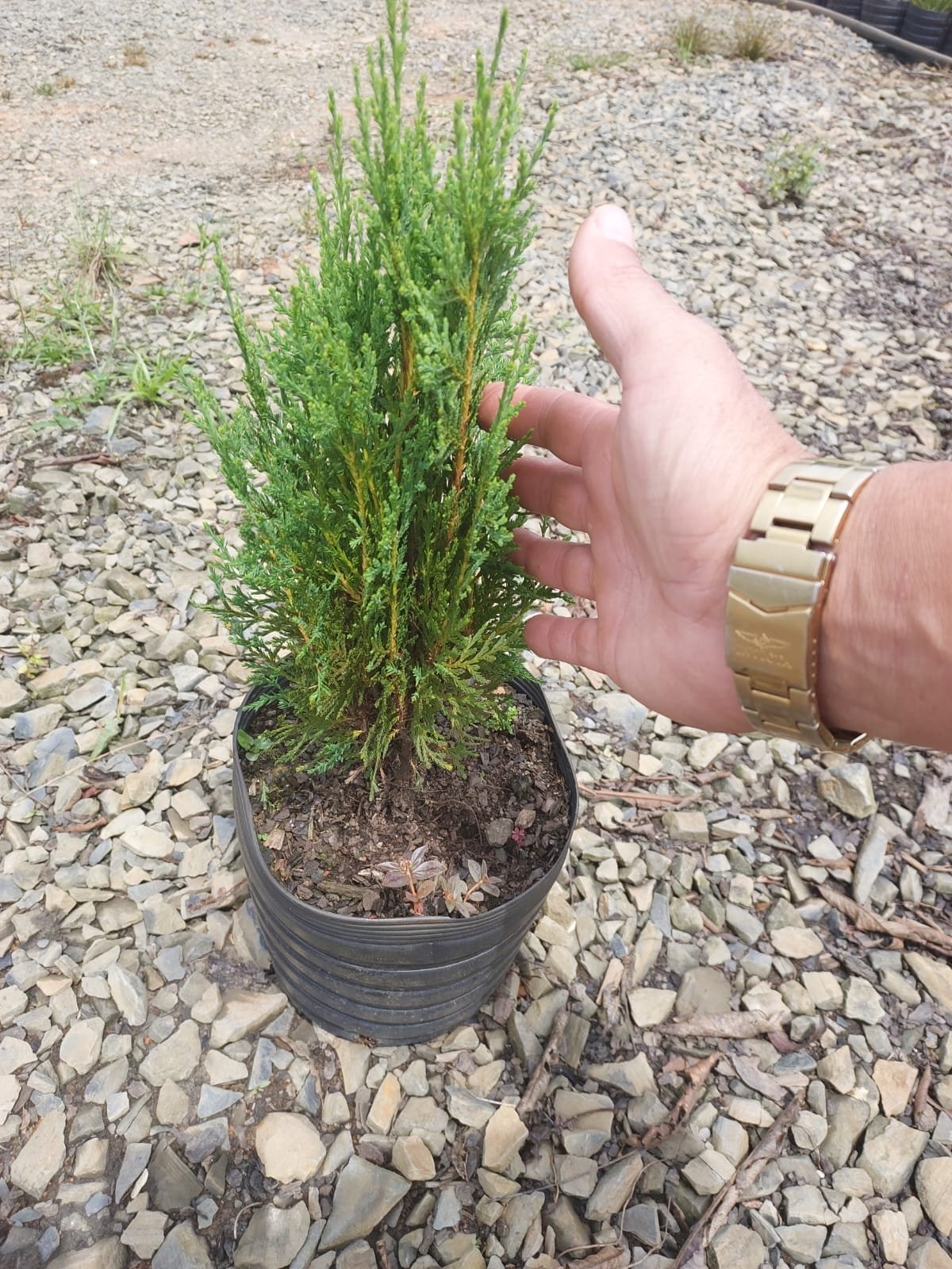 Muda de Cipreste Tuia Verde