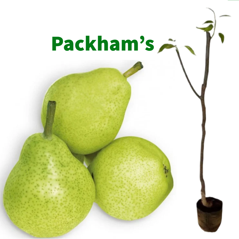 Muda Pera Packham’s Triumph Enxertada - Sitio Exótico