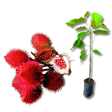 Muda de Urucum Colorau