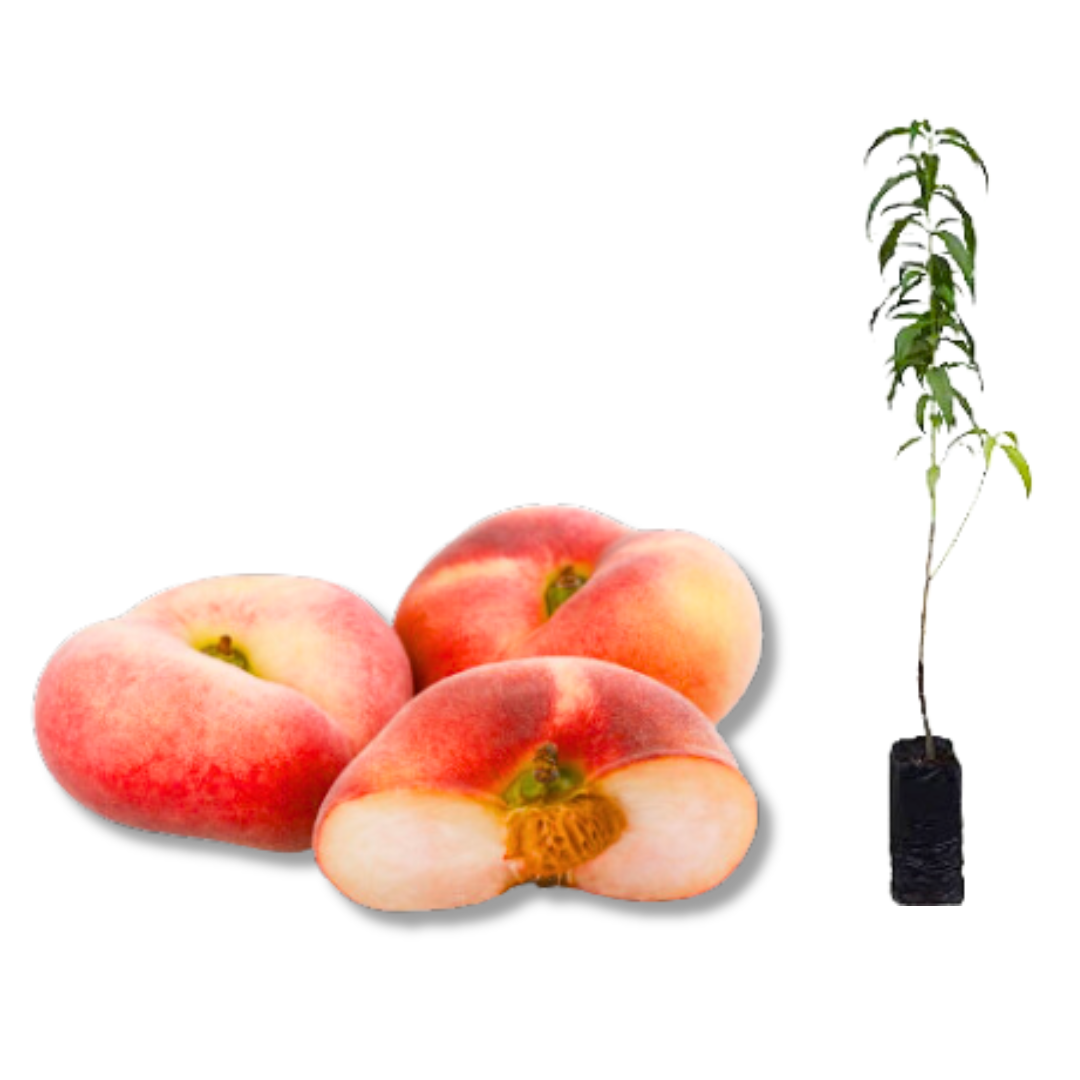 Muda De Pêssego Chato BRS Mandinho Enxertado Já Produz