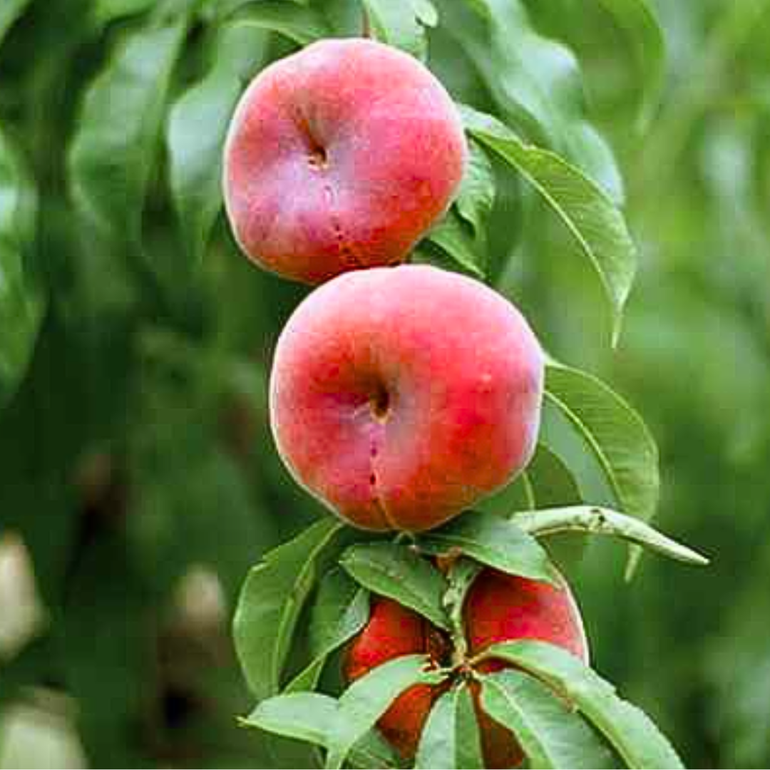 Muda De Pêssego Chato BRS Mandinho Enxertado Já Produz