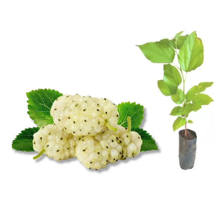 Muda de Amora Branca Medicinal e Comestivel Super Doce