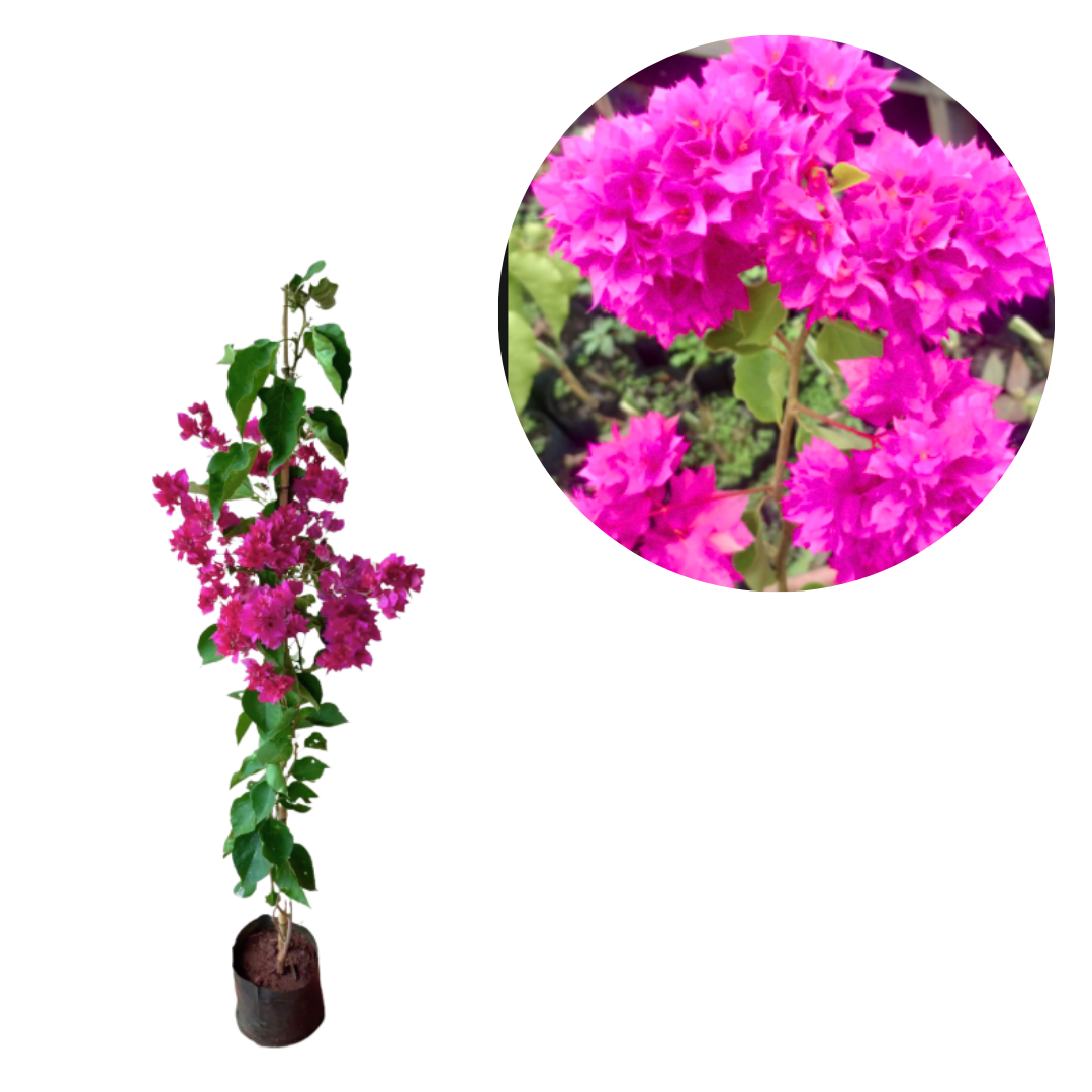 Muda Primavera Pink Dobrada P4 Bougainvillea Estaquia,muda flor trez ...
